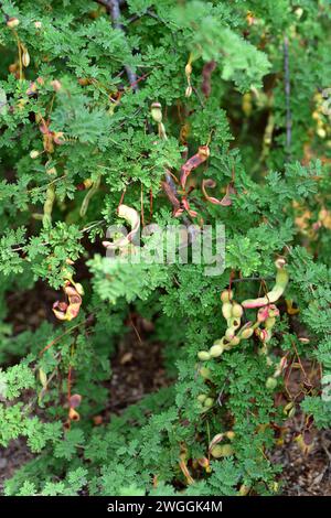 Catclaw acacia / catclaw mesquite (Acacia greggii) native to the ...