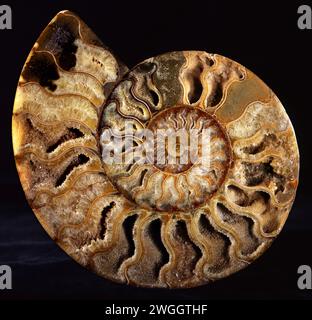 A crystalized, fossilized nautilus shell Stock Photo - Alamy