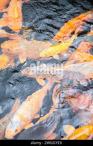 koi fish in a pond Ubud Ubud Bali Indonesia Stock Photo - Alamy
