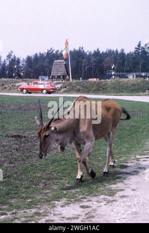 Stukenbrock Safari park, Germany, 1973 Stock Photo - Alamy