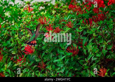 Hummingbird flying to pick up nectar from a beautiful flowers near palm ...