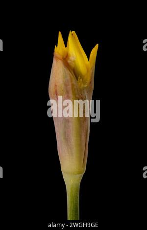 Yellow Garlic (Allium moly). Opening Umbel Closeup Stock Photo - Alamy
