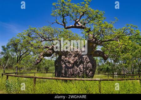Old hollow boab tree once used as aboriginal prison outside Derby ...