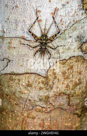 Unidentified spider cricket (Family Phalangopsidae) from Laguna de ...