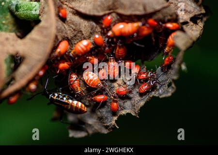 Leaf-footed bugs (Thasus sp.) from Bosque de Paz, Costa Rica Stock ...
