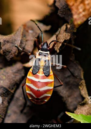 Leaf-footed bugs (Thasus sp., adult and nymphs) from Bosque de Paz ...