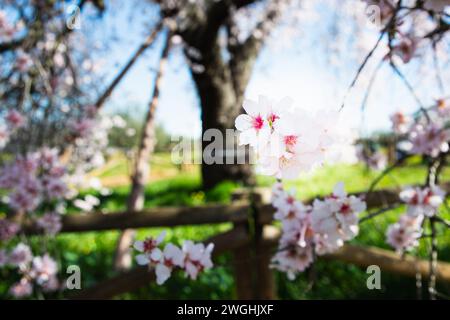The Famous Royal Almond Tree of Valverde de Leganés, in Badajoz ...