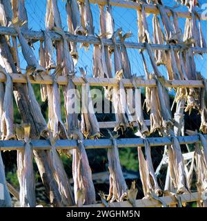 Cod fish dry on a rack with a football field in Hellandsoya, Lofoten ...