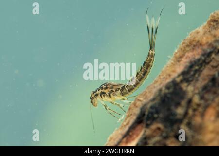 Southern iron blue mayfly larva (Baetis niger Stock Photo - Alamy