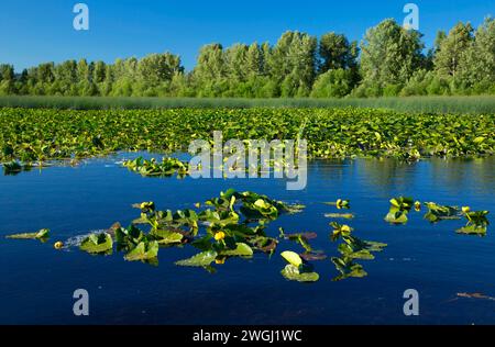 Wocus, Wood River Wetland, Klamath Falls District Bureau of Land ...