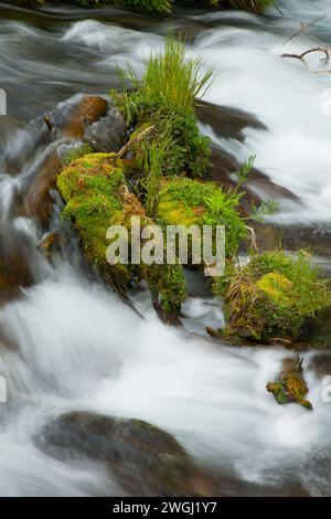 Spring Creek, Collier Memorial State Park, Oregon Stock Photo - Alamy