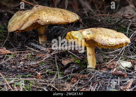 Velvet Bolete, Sherford Bridge, Dorset, UK Stock Photo - Alamy