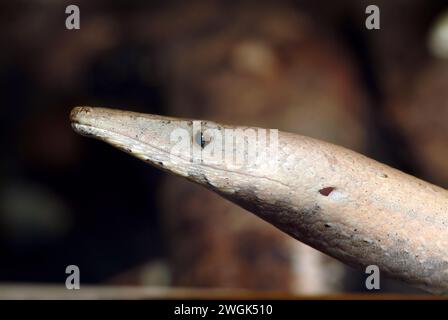 Papua snake lizard (Lialis jicari Stock Photo - Alamy