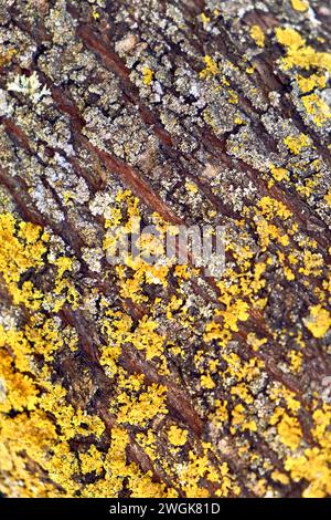 Patio of town house with views of the mount. Almond tree bark detail ...