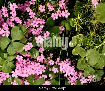 Rosemary (Salvia rosmarinus) and giant clover (Trifolium, Oxalis ...