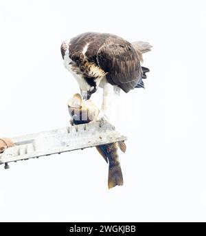Osprey Male Eating Sea Bass Stock Photo - Alamy