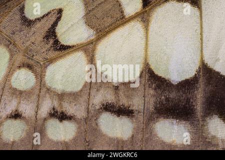 Closeup of the wings of a moth butterfly forms abstract textured ...