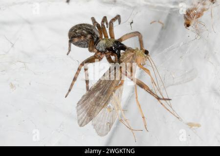 House Spider, Badumna longinqua, with Caddisfly prey, Hydropsyche sp ...