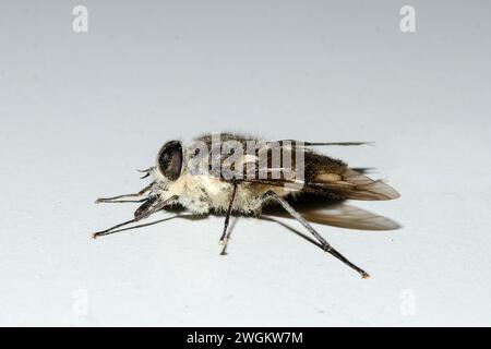 Bush Gadfly, Scaptia adrel, unlike tropical varieties this Tabanid is ...