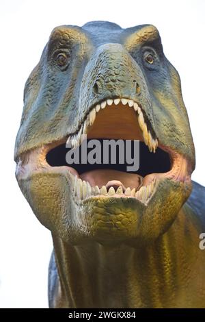 Tyrannosaurus reconstruction, T Rex portrait, head on face view Stock ...