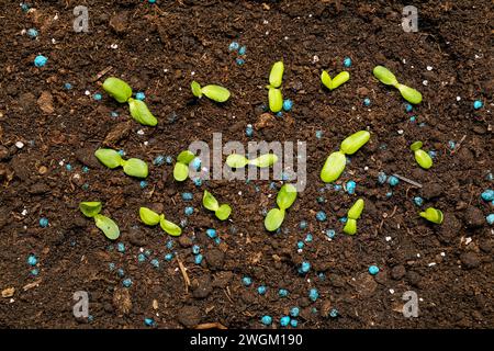 Brown soil with blue granular fertilizer Stock Photo - Alamy