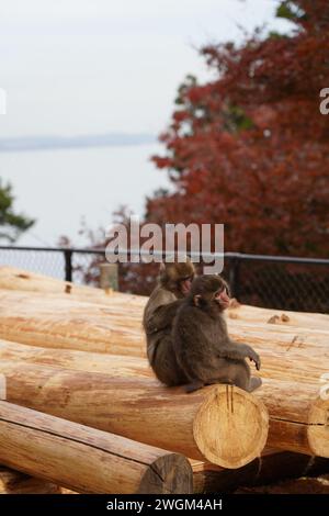 Wild Japanese monkey at Takasaki Mountain in Beppu, Japan Stock Photo ...