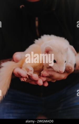 Fennec Fox, Harajuku Zoo Land, Tokyo, Japan Stock Photo - Alamy