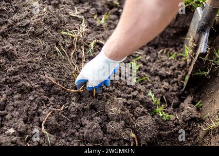The gardener picks out the long roots of weeds from the dug up soil ...