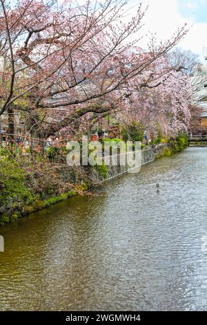 Sakara Cherry Blossom overlooking a small river in Gion, Kyoto Japan ...