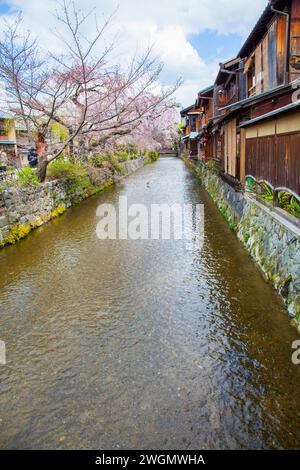 Sakara Cherry Blossom overlooking a small river in Gion, Kyoto Japan ...