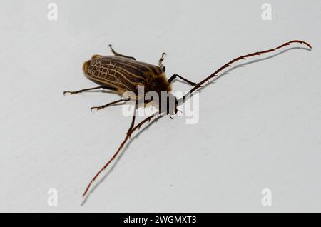 Huhu Beetle, Prionoplus reticularis, endemic to New Zealand, Nelson ...