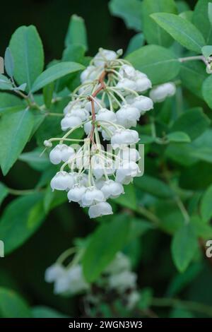 Zenobia pulverulenta Blue Sky, dusty zenobia Blue Sky, pendent, bell ...