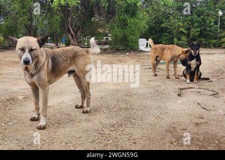 Packs of stray dogs from Gaza Strip roaming around Israeli border ...