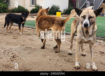 Packs of stray dogs from Gaza Strip roaming around Israeli border ...