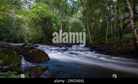The natural and endemic life surrounding of the Surinam river Stock ...