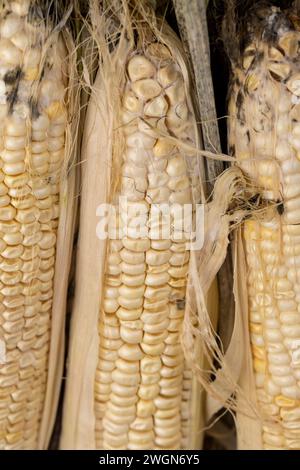 Old moldy corn cobs close-up, old spoiled sweet ripe corn food Stock ...