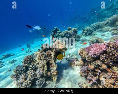 Tropical Bluecheek butterflyfish known as Chaetodon semilarvatus ...