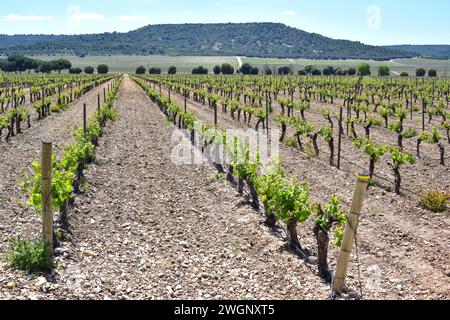 Sardon de Duero, Retuerta Abbey (12-15th centuries) and vineyard ...