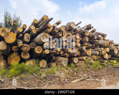 Cut and stacked tree trunks. Natural Background Stock Photo - Alamy