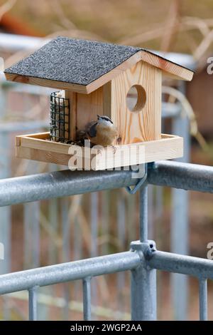 Faszinierend Vogel Futtern Auf Balkon Fotos