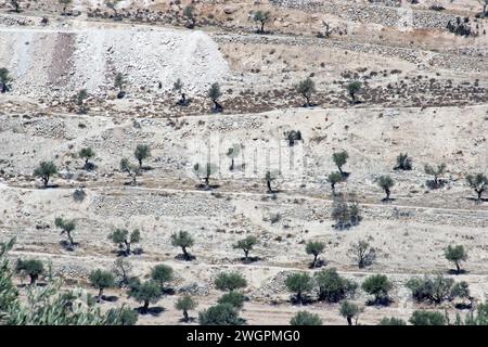 Olive tree grove between Bethlehem and Jerusalem, Israel Stock Photo ...