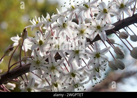 White Squill, growing wild in a Mediterranean garden in Jaffa, Israel ...