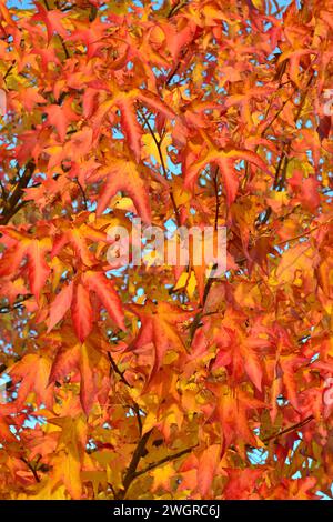 American sweetgum tree with bright fall colors Stock Photo - Alamy