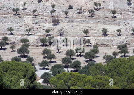 Olive tree grove between Bethlehem and Jerusalem, Israel Stock Photo ...