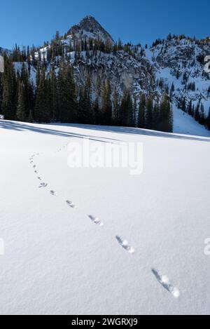 Coyote tracks, Aneroid Basin, Eagle Cap Wilderness, Oregon Stock Photo ...