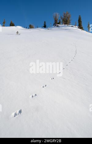 Coyote tracks on slope, Aneroid Basin, Eagle Cap Wilderness, Oregon ...