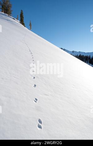 Coyote tracks on slope, Aneroid Basin, Eagle Cap Wilderness, Oregon ...