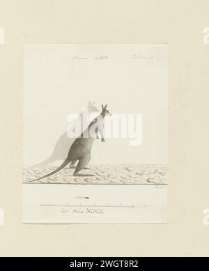 Kangaroo (Macropus sp.), from Port Jackson (present-day Sidney ...