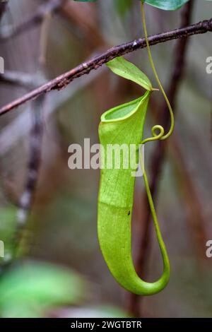 Young piitcher of the pitcher plant Nepenthes mirabilis from Tanjung ...