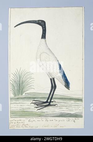 Heilige Ibis; Sacred Ibis; Threskiornis aethiopicus Stock Photo - Alamy